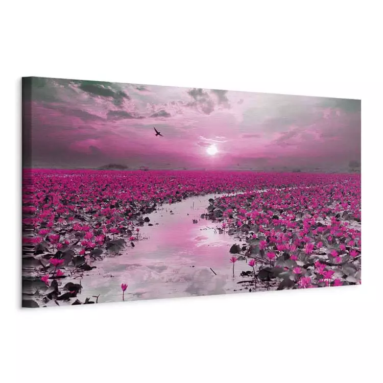 Stampa su tela Lillà e tramonto stretto - paesaggio di piante viola - Alba e tramonto - bimago