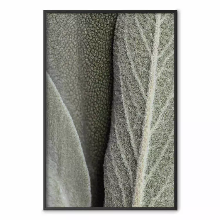 Poster per pareti Pianta di salvia - primo piano su foglie ruvide ...