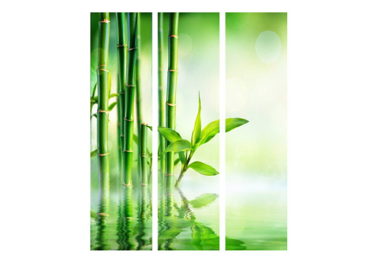 Il paravento decorativo Bambù verde - pianta orientale di bambù verde ...